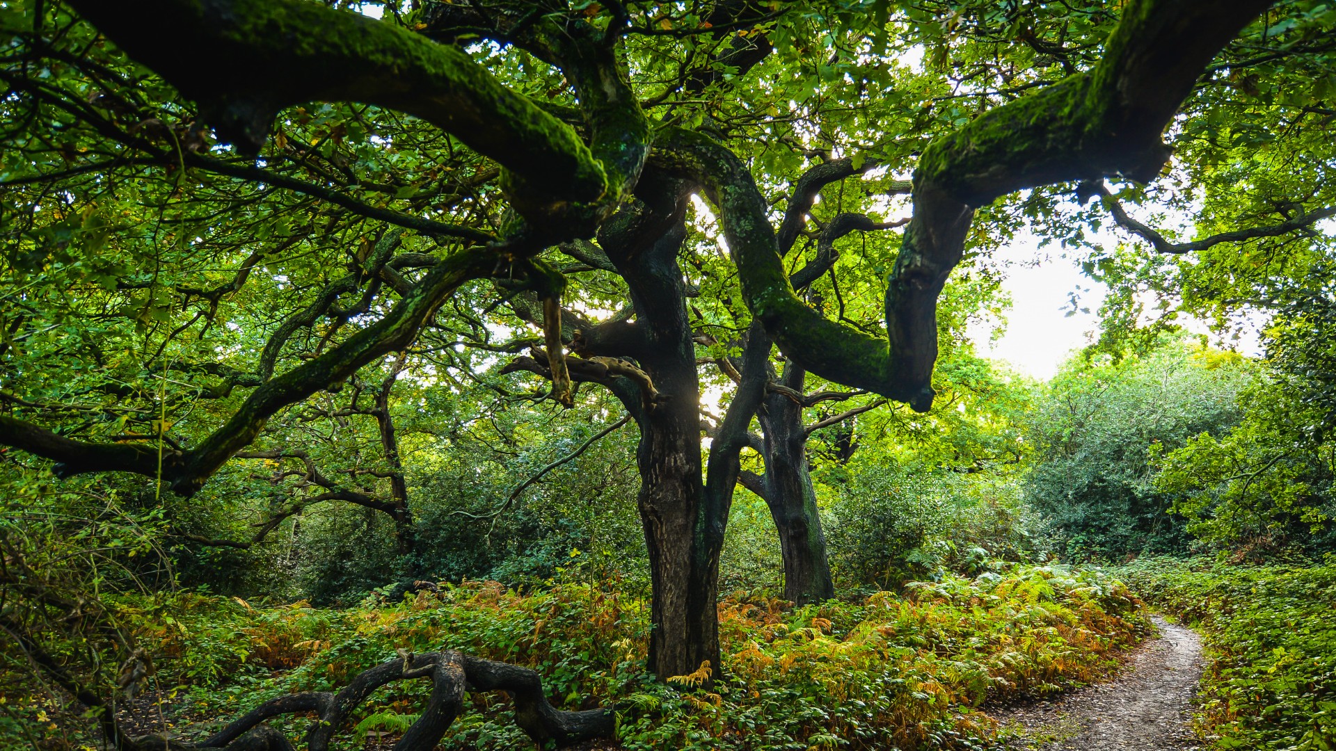 Epping Forest Guide – Best Things to Do Near London