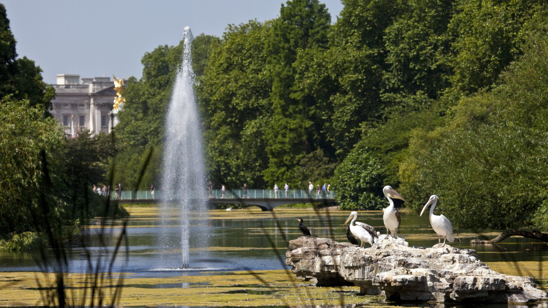 St James’s Park London 2025 Guide – What to See & Do